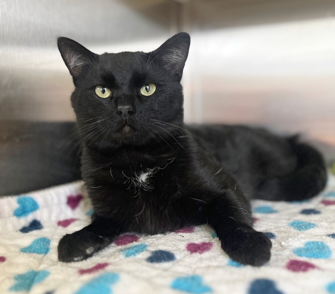 Adorable Adoptables - Say hi to Squid! - CochraneNow: Cochrane, Alberta ...