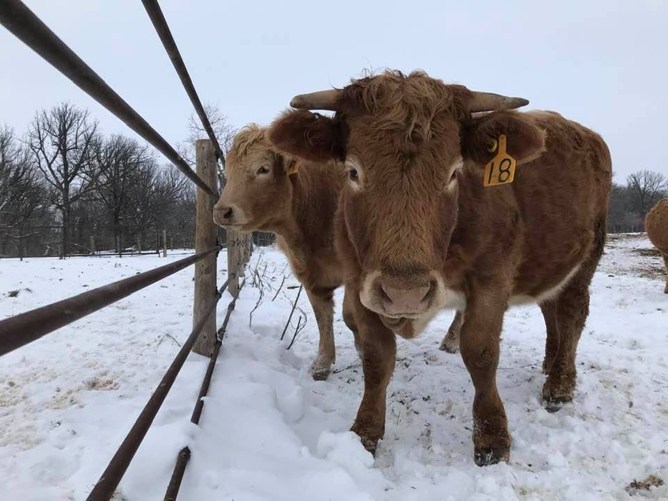 Livestock inspection to be debated at upcoming MB Beef Producers AGM ...