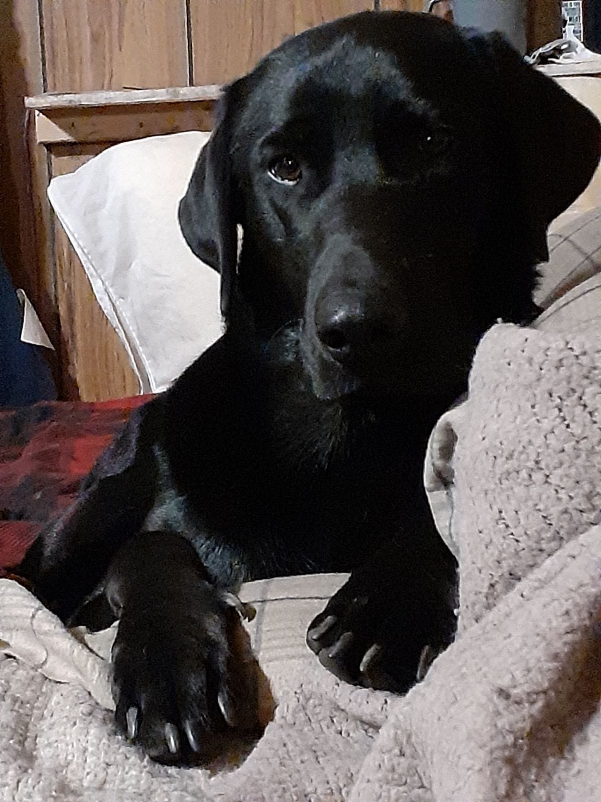 Heartbreaking search for Jaxon: family offers reward for stolen dog’s ...