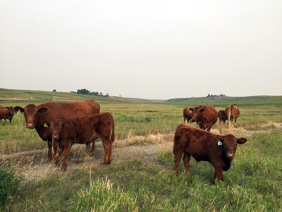Saskatchewan is allowing low-yielding eligible crops to be used for ...