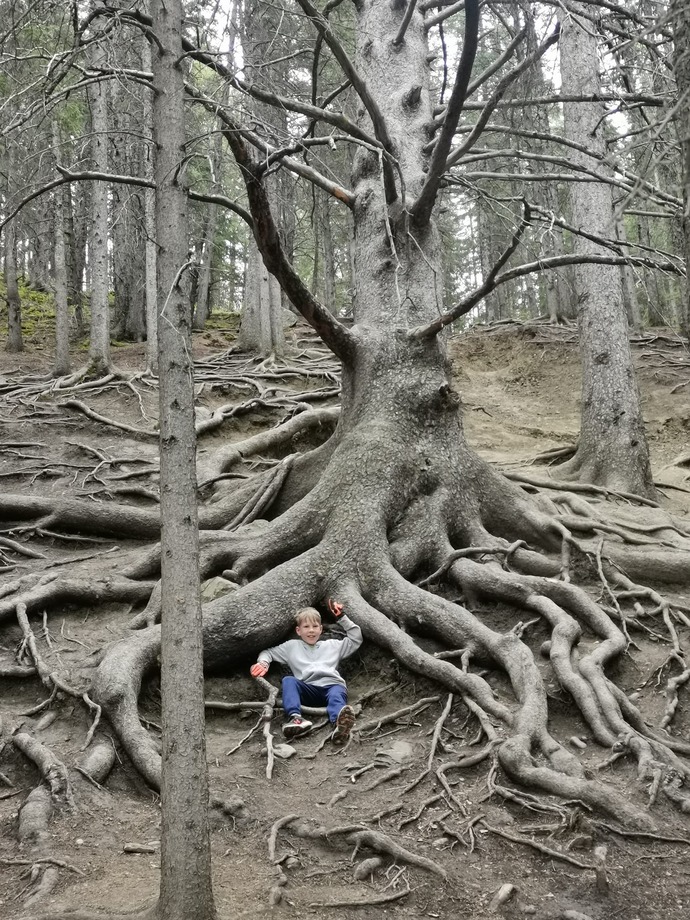 GALLERY: Cochranites show the love for fallen Grandfather Tree ...