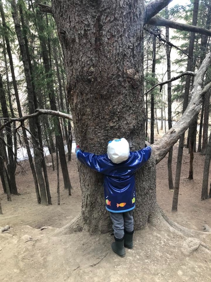 GALLERY: Cochranites show the love for fallen Grandfather Tree ...