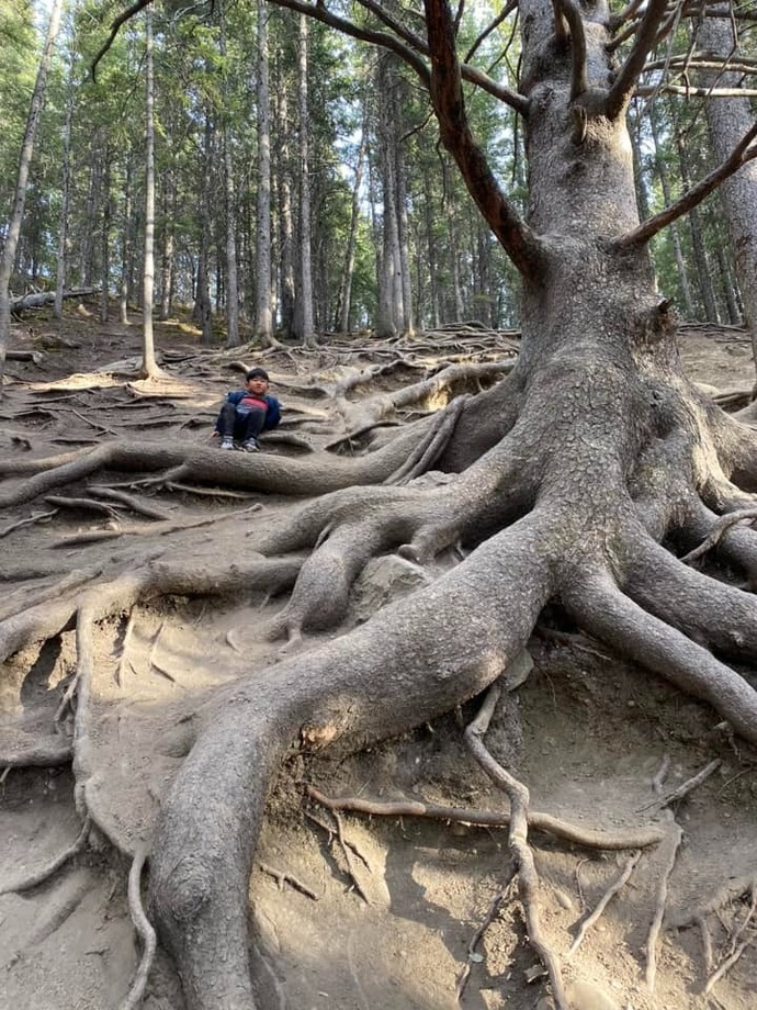 GALLERY: Cochranites show the love for fallen Grandfather Tree ...