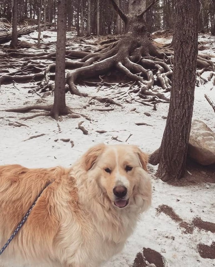 GALLERY: Cochranites show the love for fallen Grandfather Tree ...