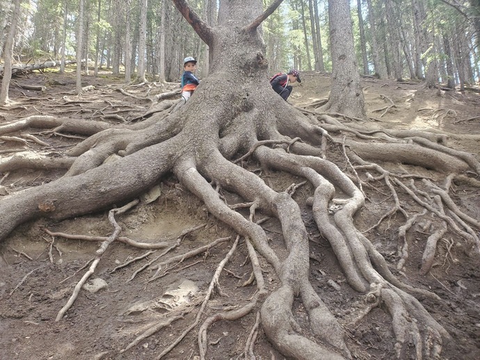 GALLERY: Cochranites show the love for fallen Grandfather Tree ...