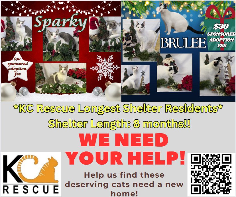 Fetch a Friend - KC Rescue long-residing cats find hope with $30 adoption fee ...