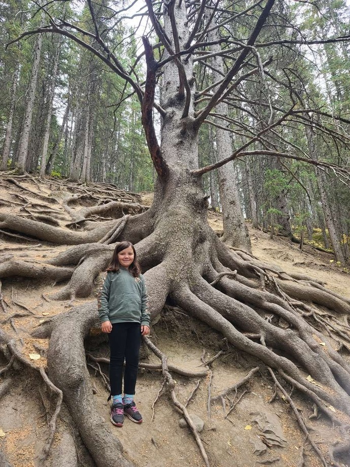 GALLERY: Cochranites show the love for fallen Grandfather Tree ...