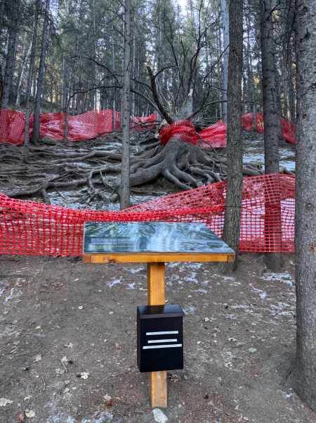 Cochrane sets up tribute mailbox for fallen Grandfather Tree ...