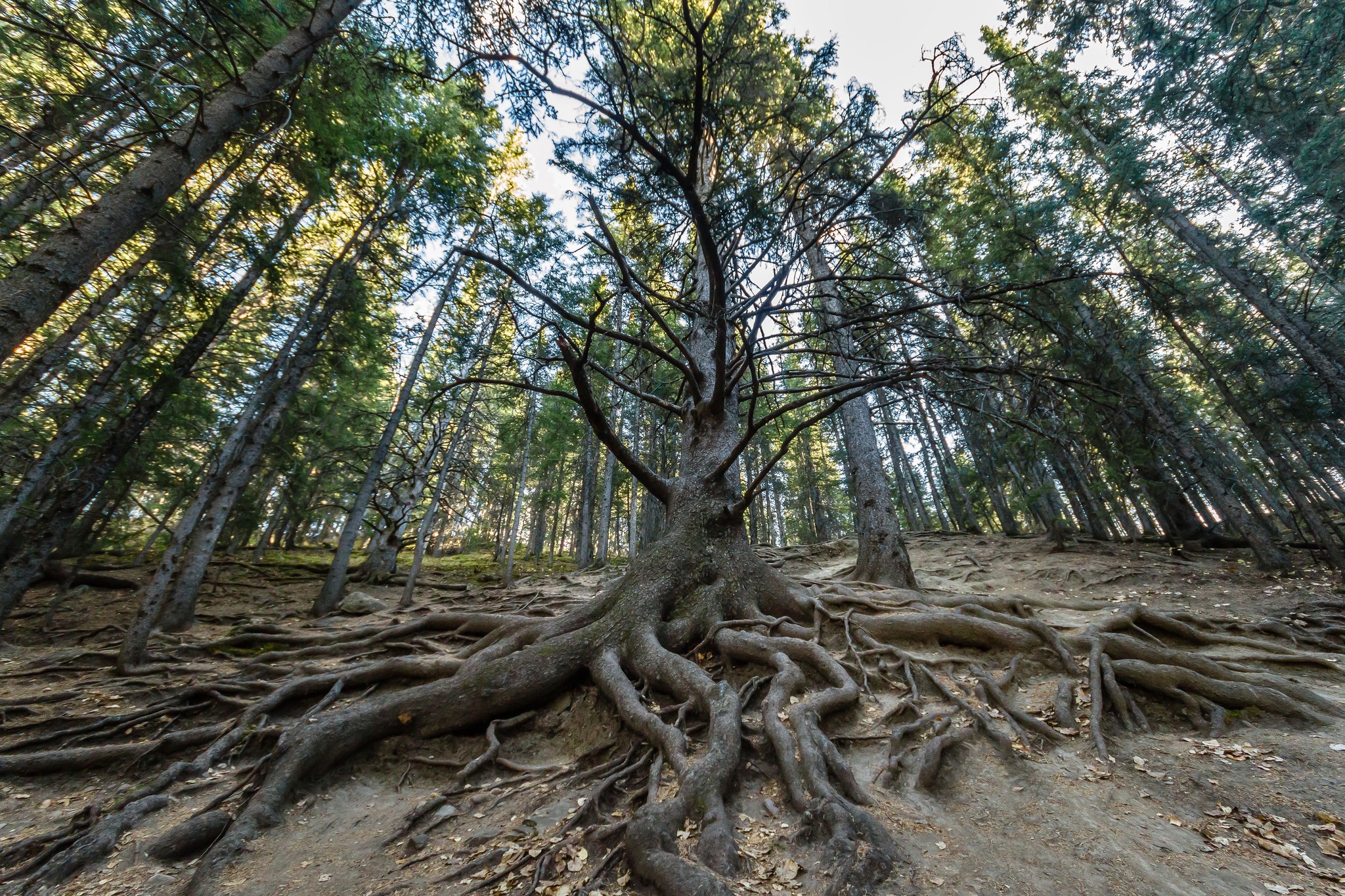 Cochrane plans to memorialize fallen Grandfather Tree's legacy ...