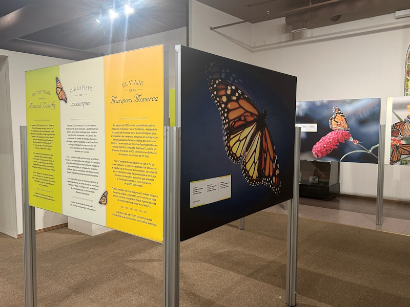 Humboldt Museum hosts winter winged display: On the Trail of the ...