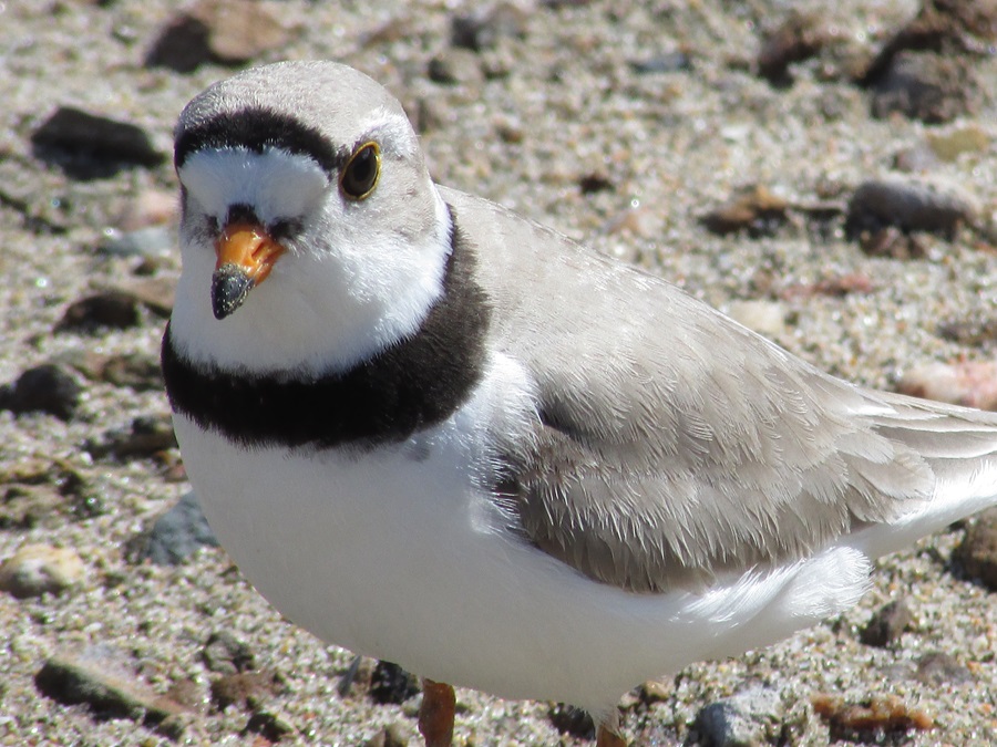 Duo of Sask. nature organizations team up to talk plovers ...