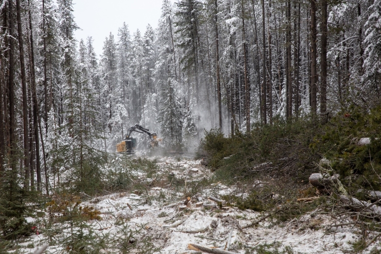Bow Valley fireguard project underway to combat wildfire risks ...
