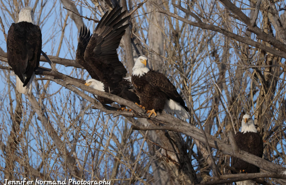 New Bothwell photographer shares breathtaking beauty of snowy owls ...