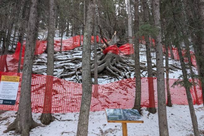Iconic Grandfather tree falls to the ground in Cochrane - CochraneNow ...