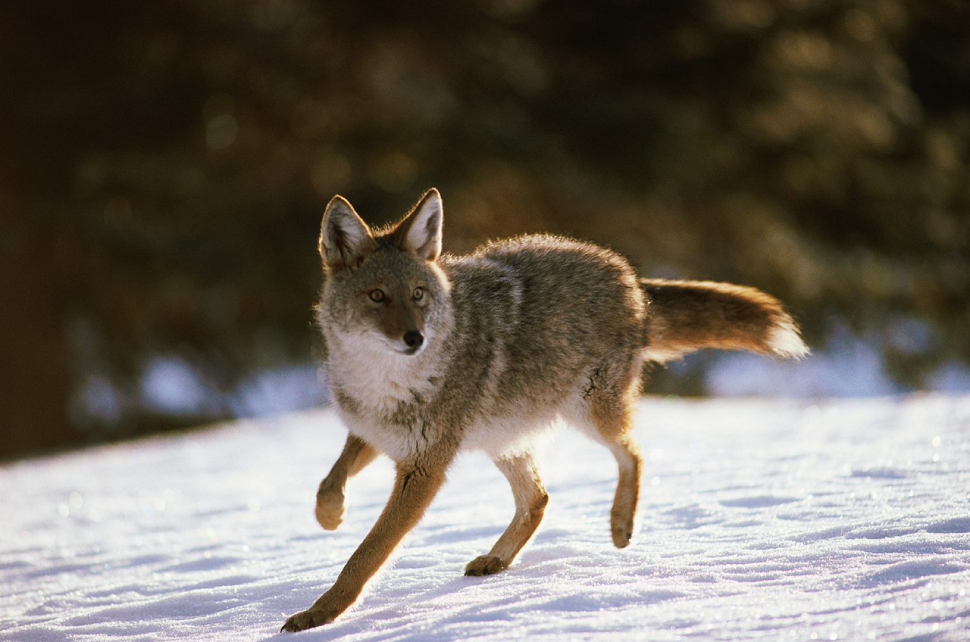 Coyotes increasing part of urban landscape during harsh winter ...