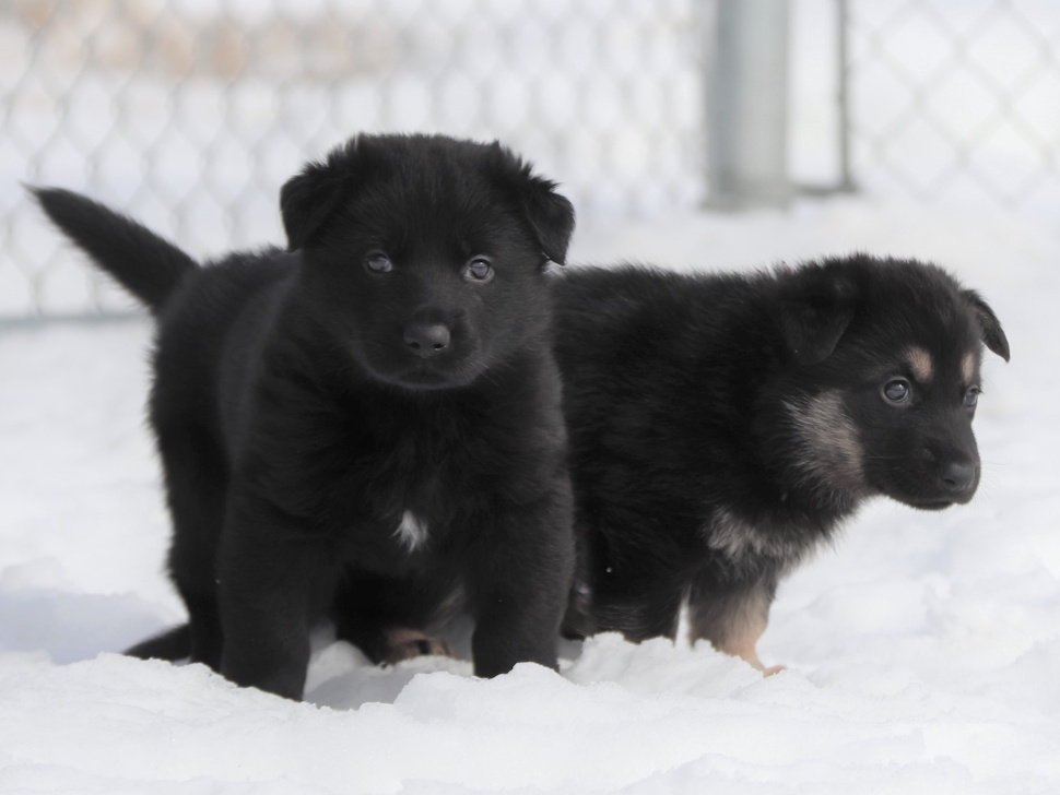 RCMP holding contest to help name future service dogs ...