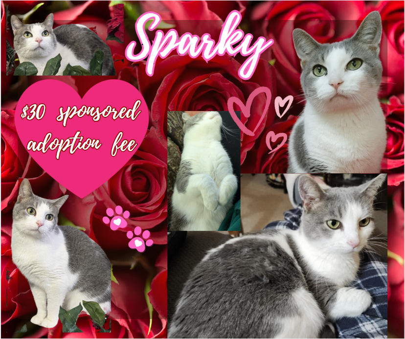 Fetch a Friend - Sparky - WestCentralOnline: West Central Saskatchewan ...