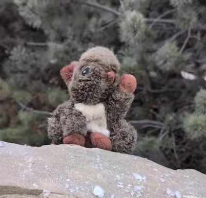 WATCH: Cochrane Cathy makes her 2025 Groundhog Day prediction ...