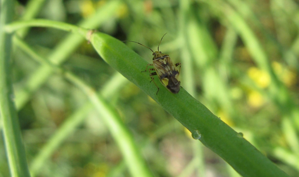 Farmers advised to watch for flea beetles and emerging insect threats ...