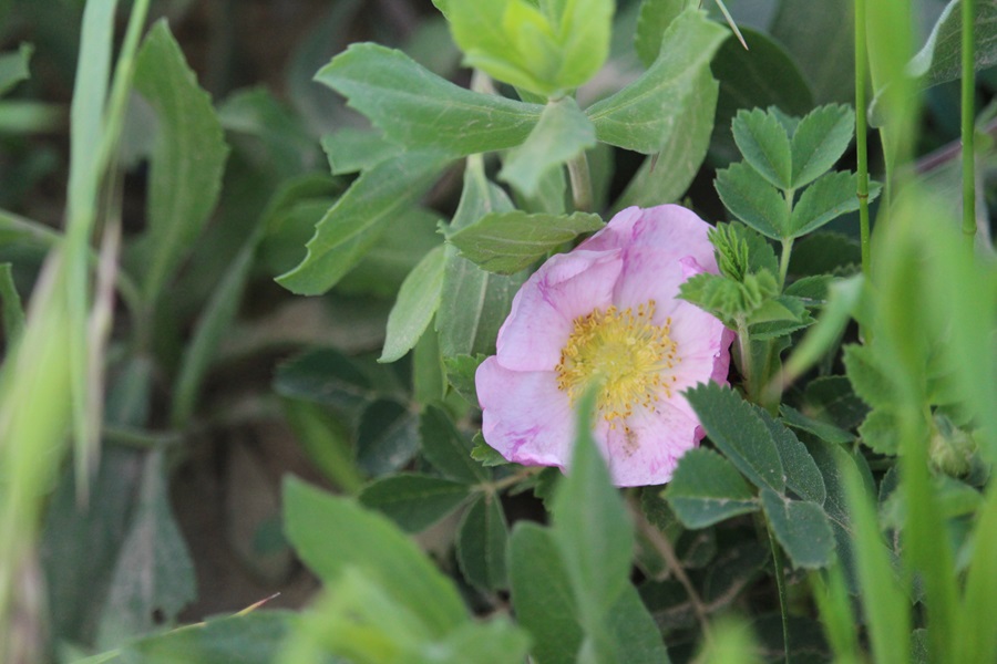Botanical bounce-back: Saskatchewan's native plants stir as spring ...