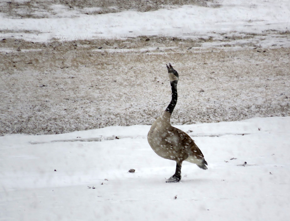 Between 10 to 20 cm of snow on the way for Cochrane region ...