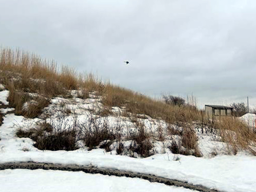 Excitement soars as first Canada goose arrives at Oak Hammock Marsh ...