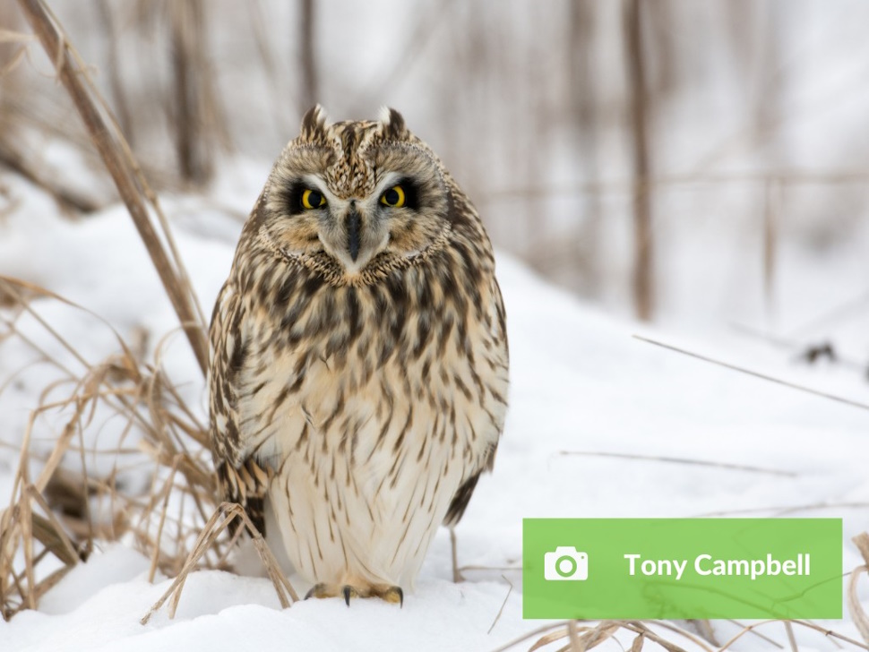Nature Norm talks owls and citizen science - SteinbachOnline.com ...