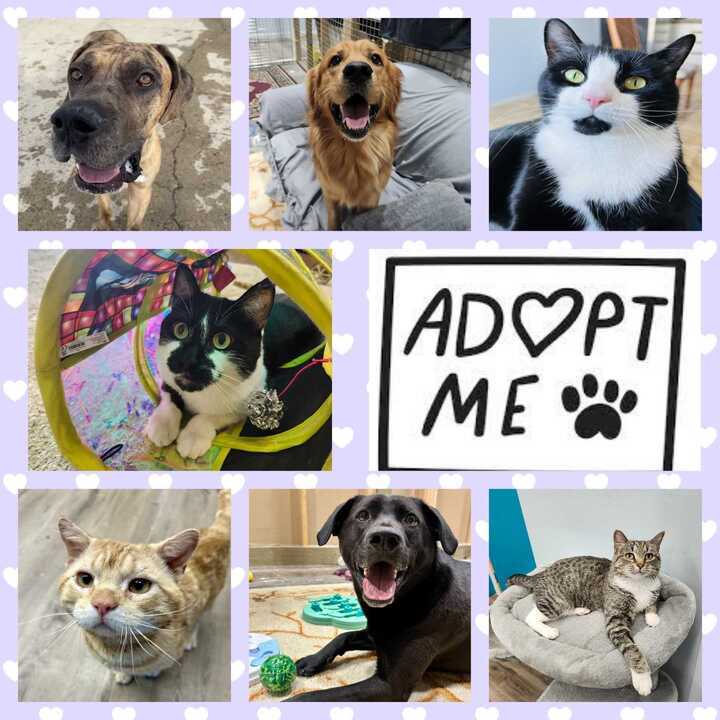 Time running out: Airdrie shelter seeks homes for last seven animals ...