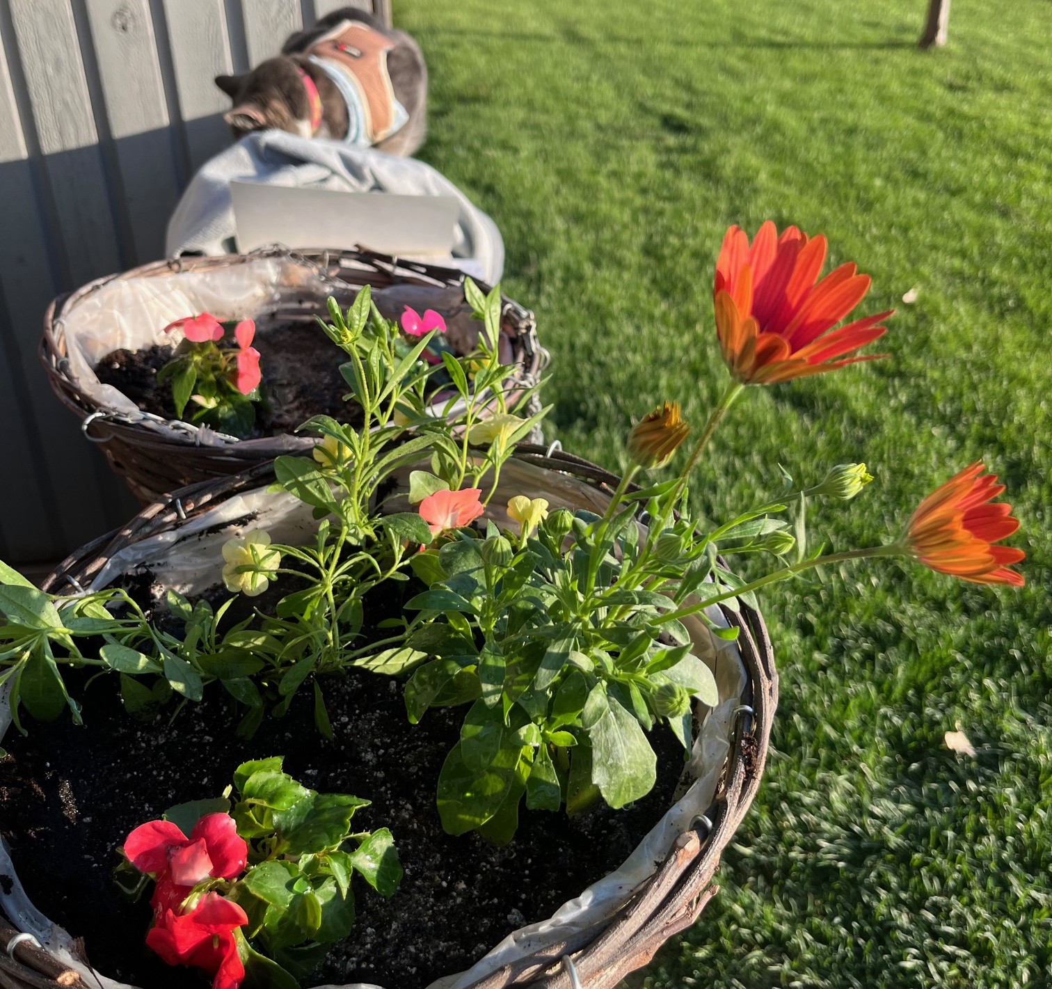 Local plant fundraiser garners funds for trio of non-profits ...