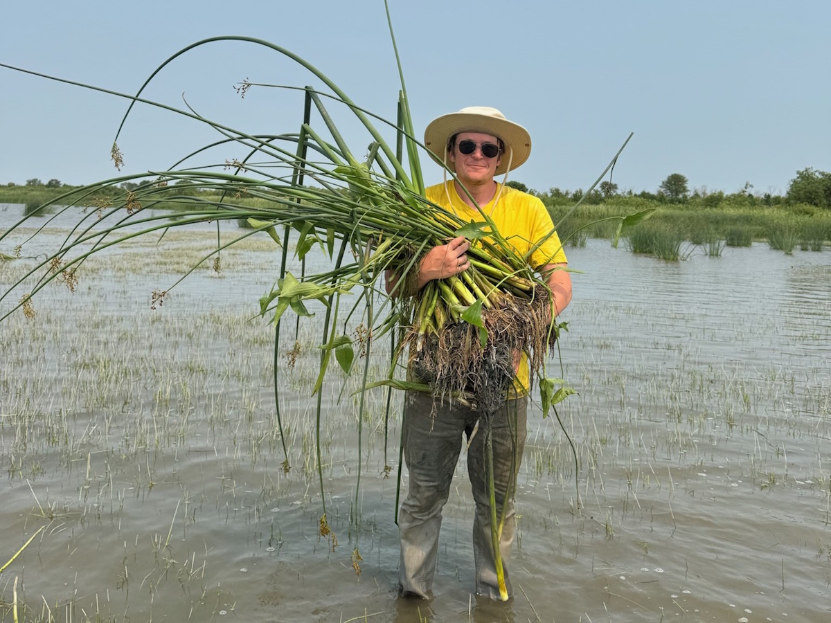 Two year monitoring program beginning on Netley-Libau marsh restoration ...