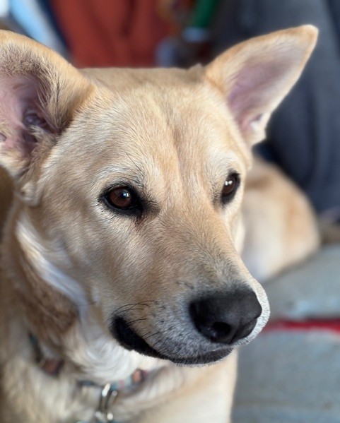 Adorable Adoptables: Sweet Elora is ready for her new family ...