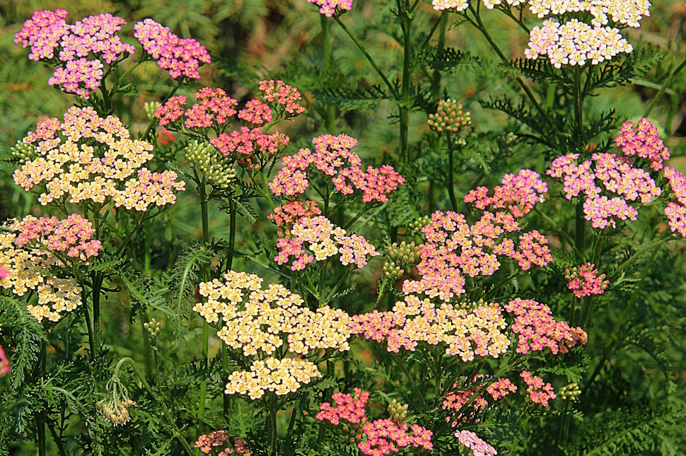Botanical bounce-back: Saskatchewan's native plants stir as spring ...
