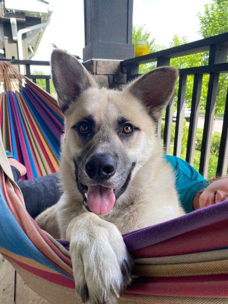 Cochrane Fire saves pets in Heartland - CochraneNow: Cochrane, Alberta ...