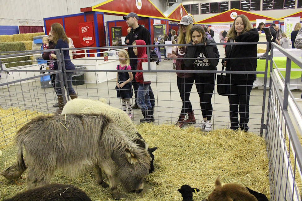 Royal Manitoba Winter Fair celebrates 55 years of top-notch ...
