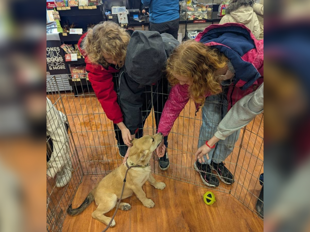Dog food supplies running low for Heaven Can Wait amid economic strain ...