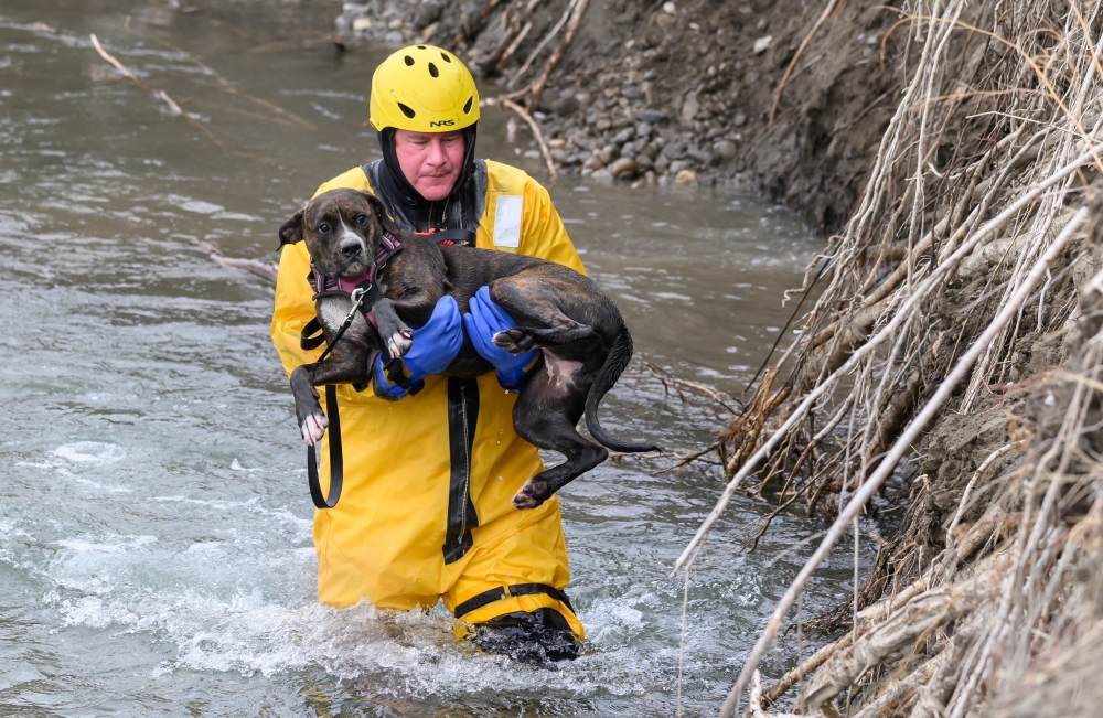 Gallery: High River firefighters rescue dog from rushing river ...
