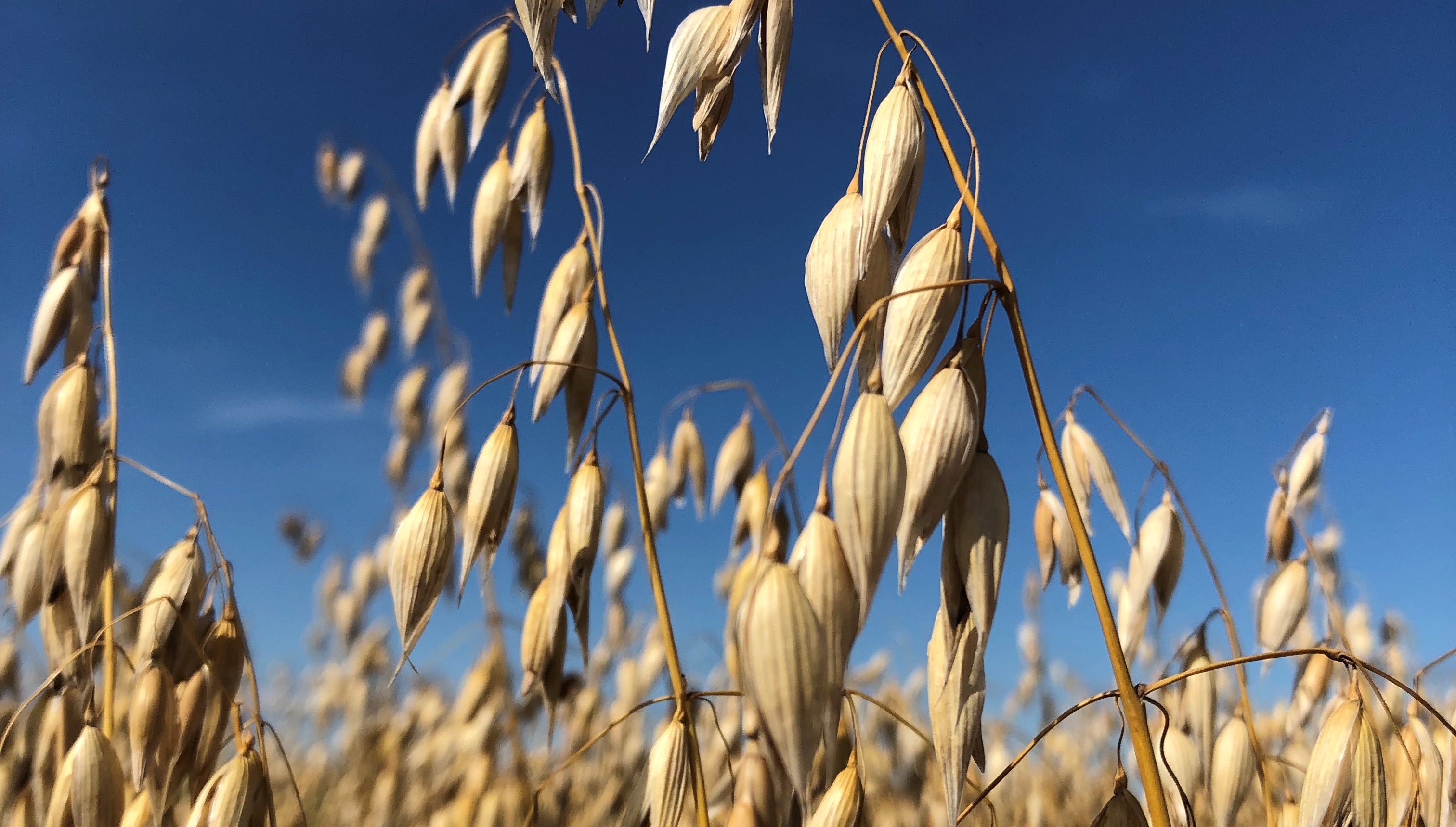 AAFC scientists among those to crack oat genome in global effort ...