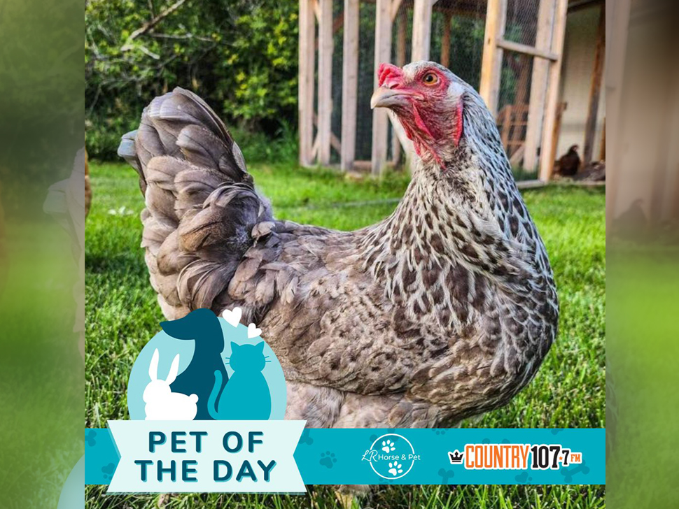 Country 107 celebrates Dolly the chicken and her treat-loving charm ...