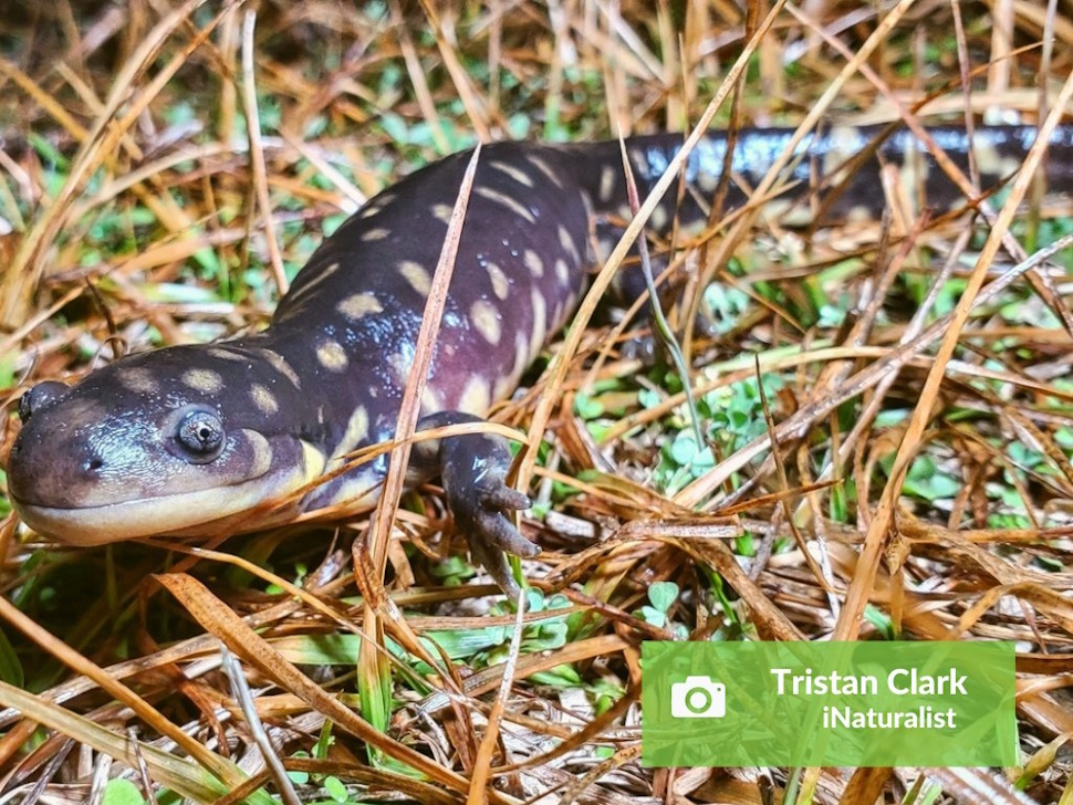 Learn about amphibians with Nature Norm - SteinbachOnline.com - Local ...
