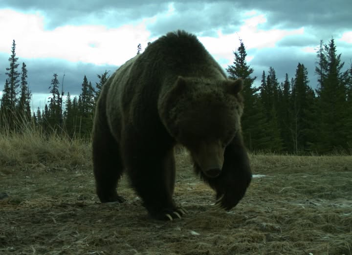 Boss moves: Banff National Park's famous grizzly spotted outside of den ...