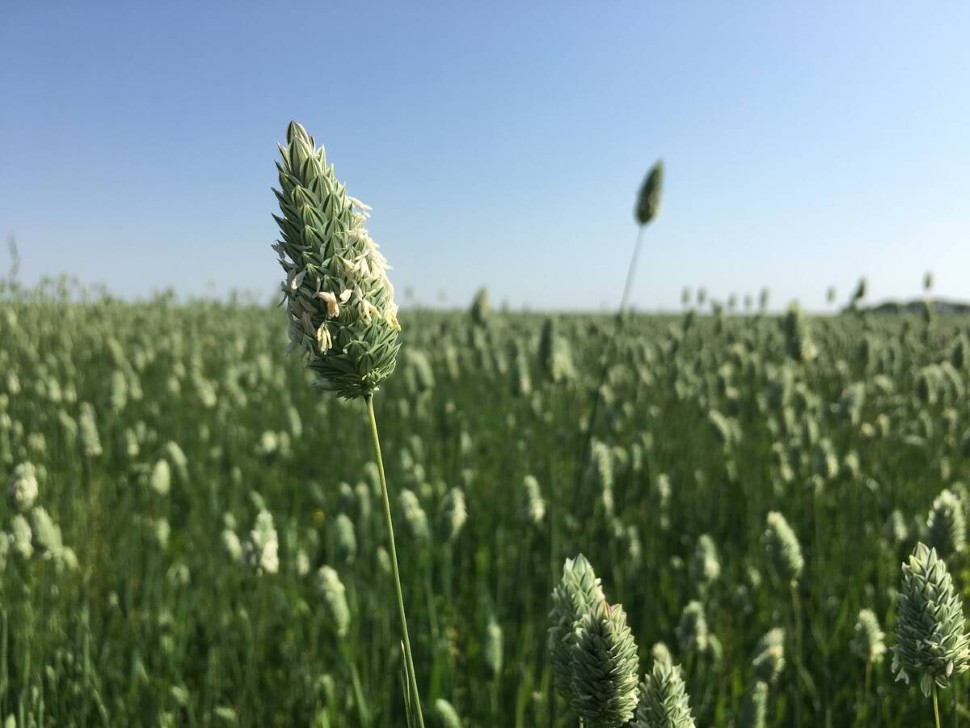 Canaryseed sector expects more acres this year - CentralAlbertaOnline ...