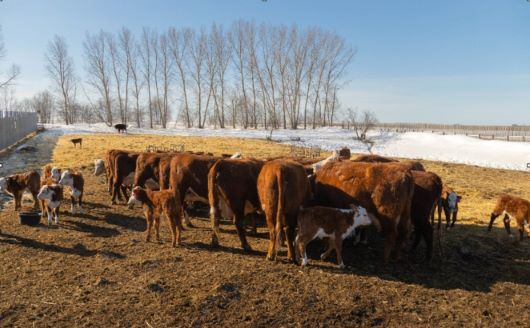 The cattle market volatility in the first quarter of 2025 has been ...