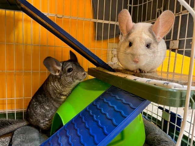 Adorable Adoptables: Chin-Chillin’ with Mia and Lila - CochraneNow ...