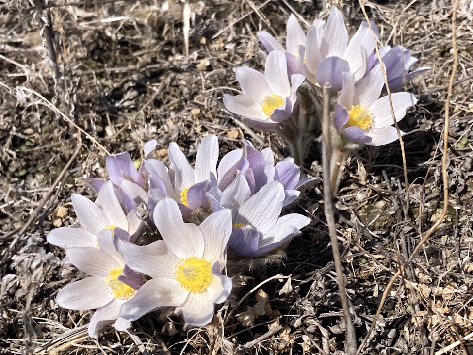 Beloved Prairie Crocus signals end of winter - DiscoverWestman.com ...