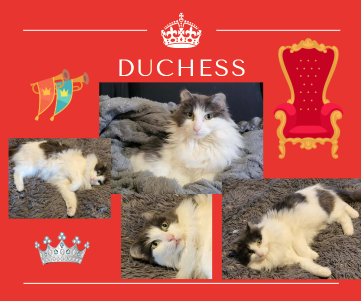Fetch a Friend - Duchess - WestCentralOnline: West Central Saskatchewan ...