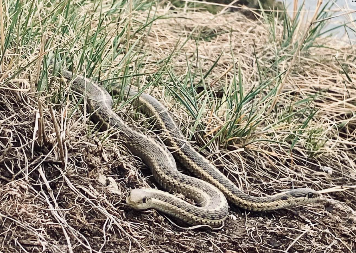 Garter snakes slither into spring along Bow River - CochraneNow ...