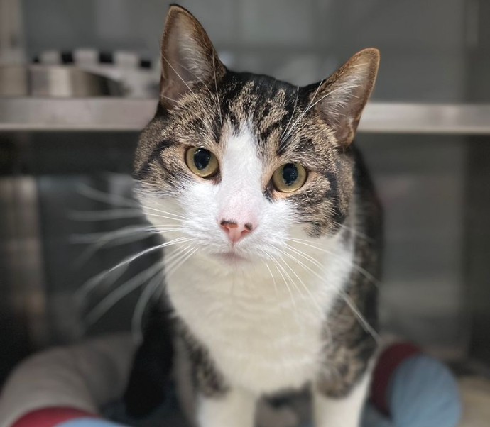 Adorable Adoptables: Meet Max, the sweetest senior cat - CochraneNow ...