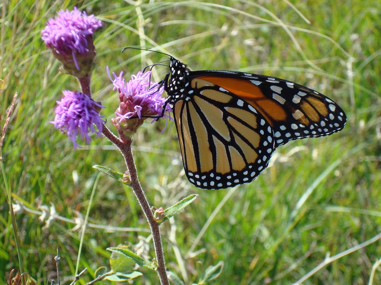 What native plants should I put in my garden? Professional gardener ...