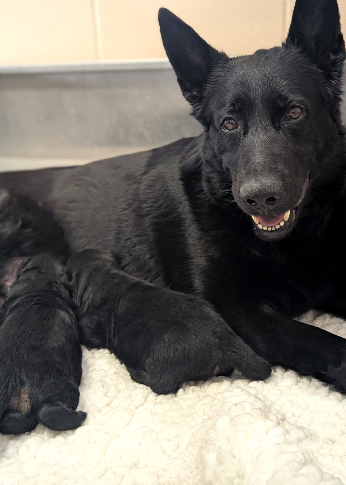 Alberta’s got Action — and this RCMP pup’s wearing it on his name tag ...