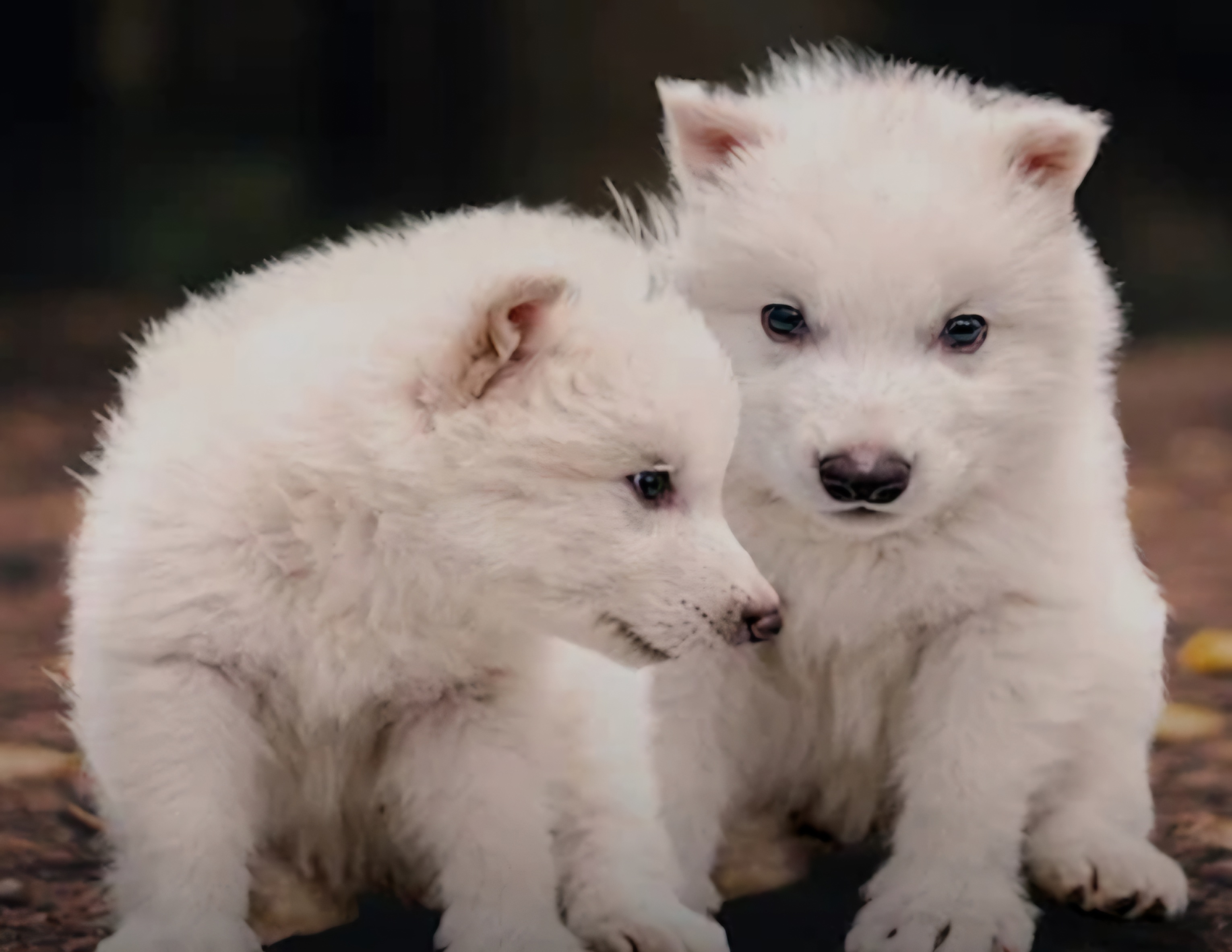 Wolf Dogs: Explore their connection to the Dire Wolf - CochraneNow ...